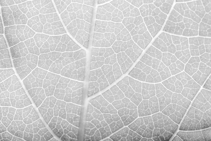 Gray Leaf Texture Black and White Color of Leaf Texture Background ...