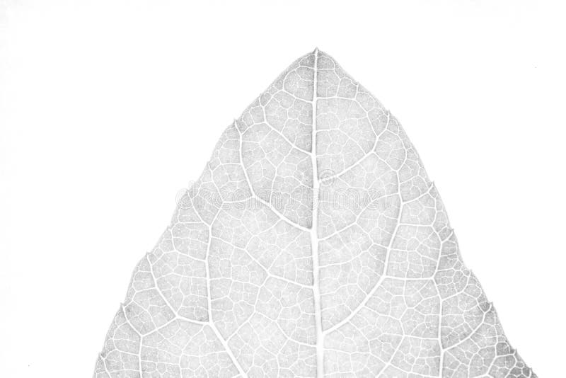 Gray Leaf Texture Black and White Color of Leaf Texture Background ...