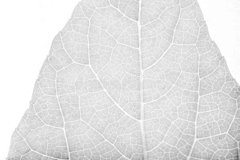 Gray Leaf Texture Black and White Color of Leaf Texture Background ...