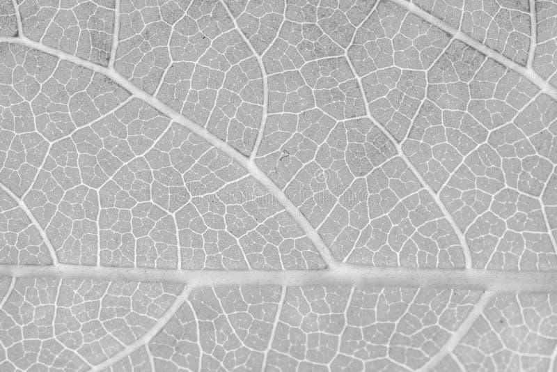 Gray Leaf Texture Black and White Color of Leaf Texture Background ...