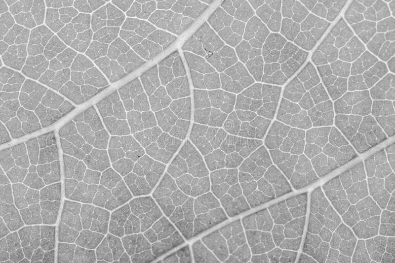 Gray Leaf Texture Black and White Color of Leaf Texture Background ...