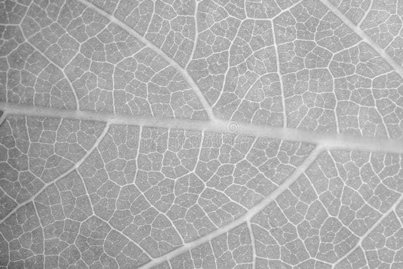 Gray Leaf Texture Black and White Color of Leaf Texture Background ...