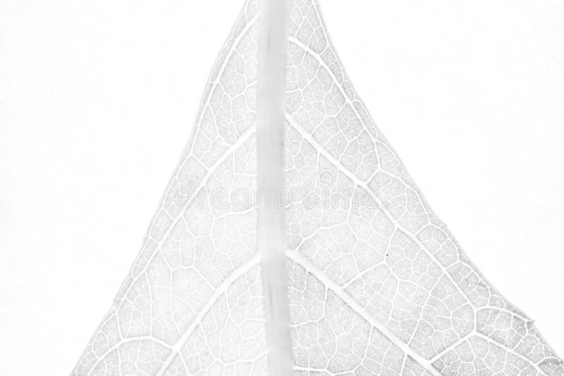 Gray Leaf Texture Black and White Color of Leaf Texture Background ...