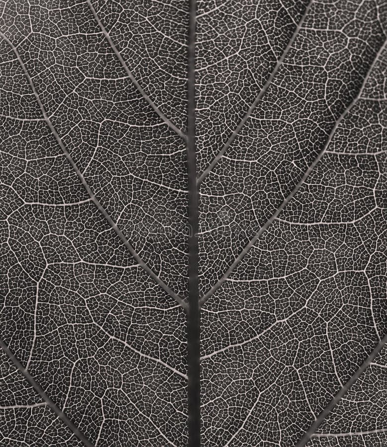 Gray Leaf Texture with Vein Pattern. Selective Focus Stock Photo ...