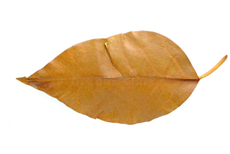 Gray Leaf Texture Black and White Color of Leaf Texture Background ...
