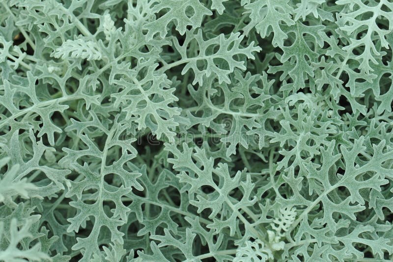 Gray Leaves Abstract Nature Background Stock Photo - Image of tree ...