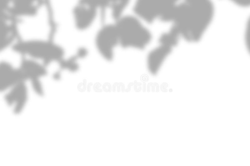 Gray Leaves Shadow and Light Blur Abstract Background on White Wall ...