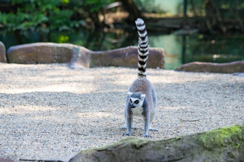 Gray Lemur Close-up Near the Lake Stock Image - Image of black, outdoor ...