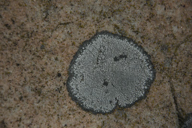Gray Lichen on a Large Stone Stock Image - Image of outside, season ...