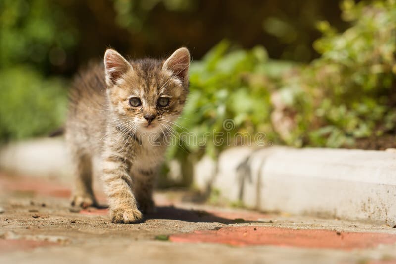 Gray little clumsy kitten stock image. Image of nature - 36728301