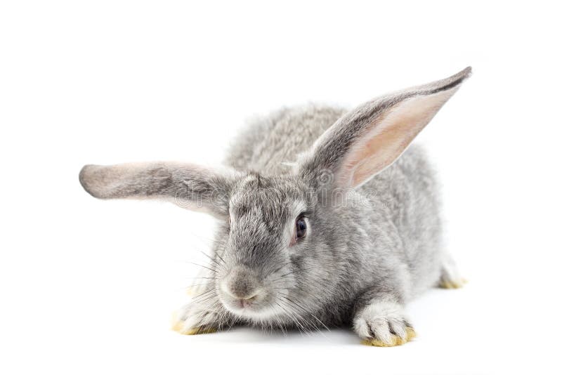 Gray Little Fluffy Rabbit Isolated on White Background Stock Image ...