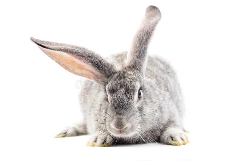 Gray Little Fluffy Rabbit Isolated on White Background Stock Image ...