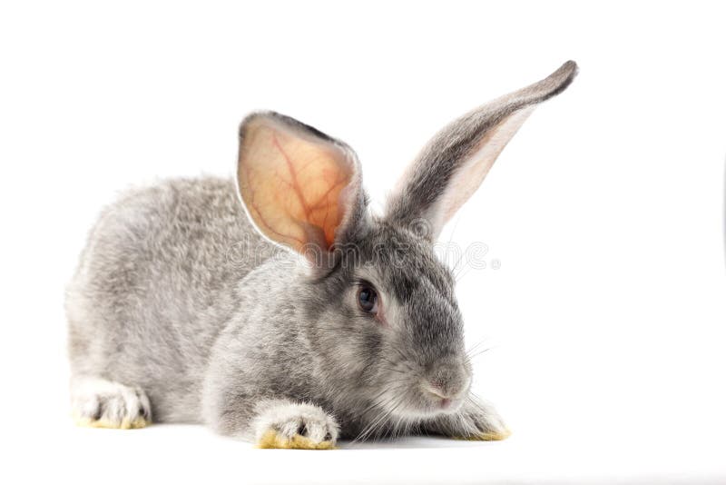 Gray Little Fluffy Rabbit Isolated on White Background Stock Image ...
