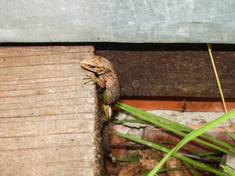 Lizard Eating Insect Stock Photos - Download 317 Royalty Free Photos