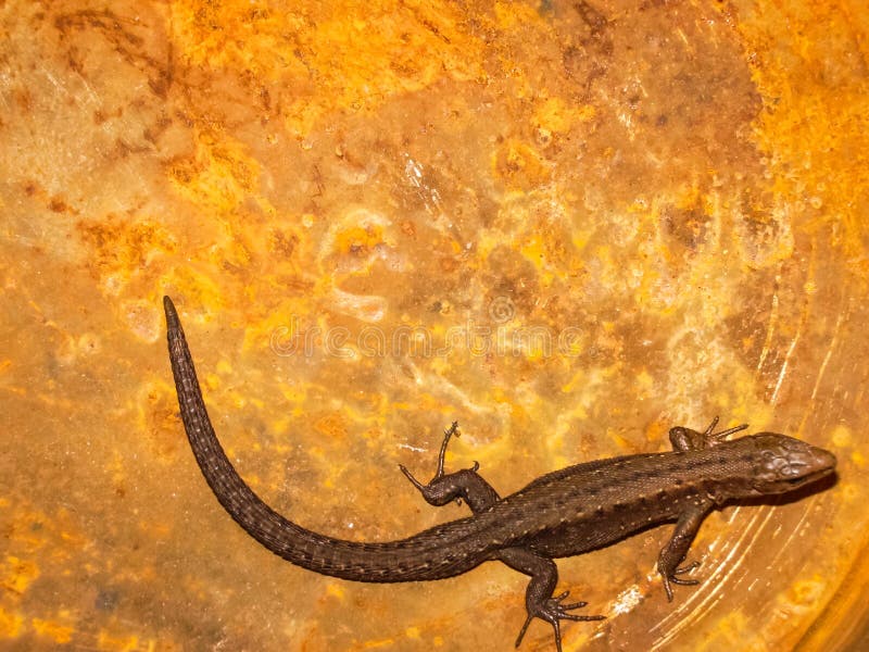 Lizard Eating Insect Stock Photos - Download 317 Royalty Free Photos