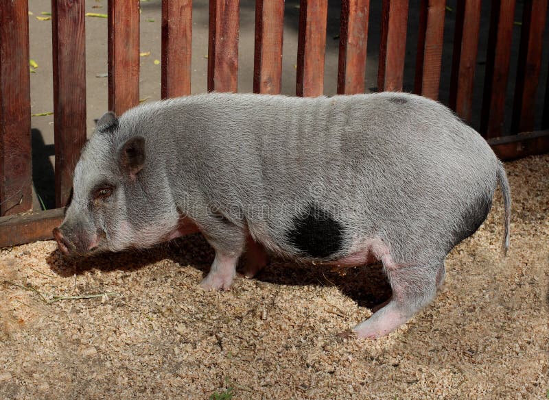 Gray Little Pig in the Paddock on the Farm Stock Photo - Image of ...
