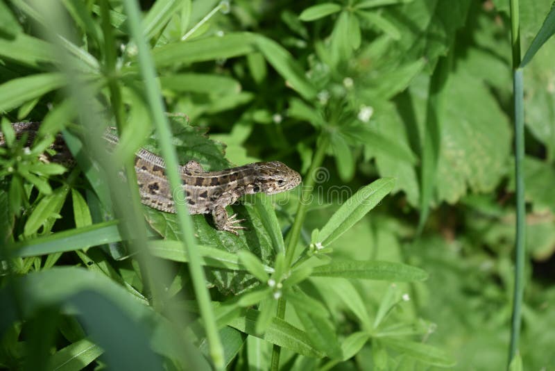 Gray Lizard in Green Grass in Sunny Spring Day Stock Photo - Image of ...