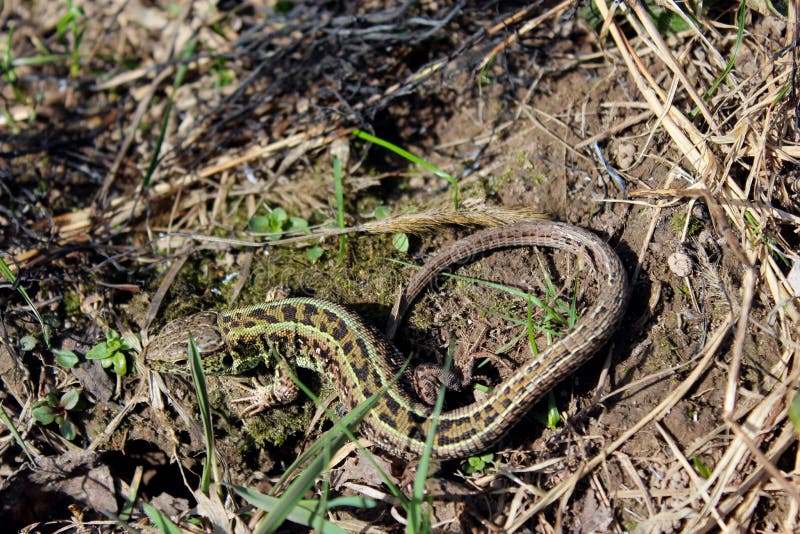 Gray lizard on the ground stock image. Image of crawler - 41073959