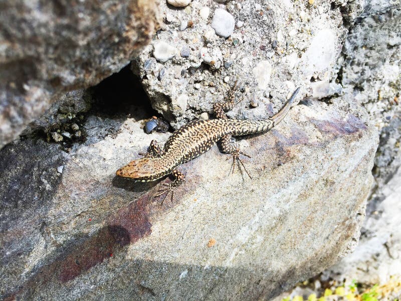 A Gray Lizard on a Rock Under the Bright Sunlight Stock Image - Image ...