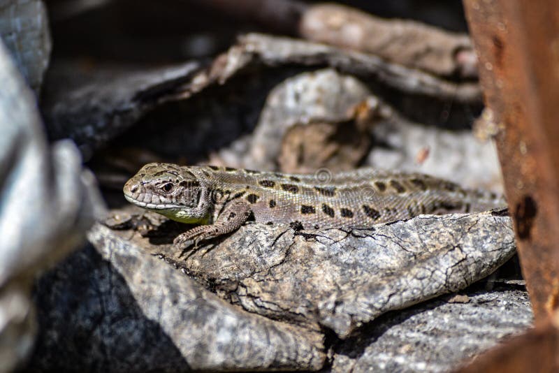 A small gray lizard. stock photo. Image of scales, wild - 21078918