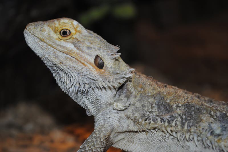 Gray lizard stock image. Image of fauna, gray, wildlife - 37788209