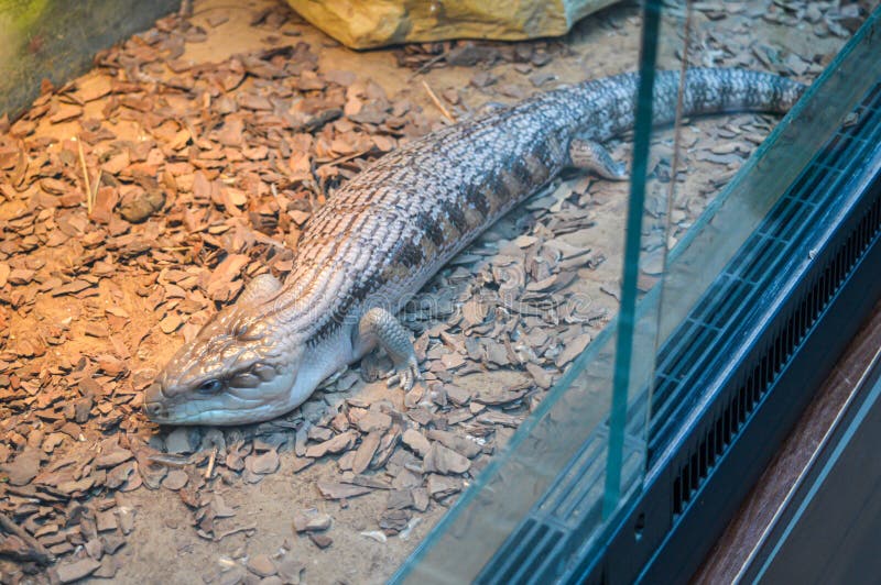 Gray lizard in the zoo stock photo. Image of tail, reptile - 215095498