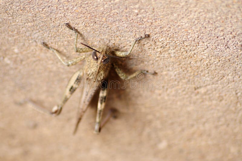Gray Locust on a Cement Floor Stock Photo - Image of acrididae, eyes ...