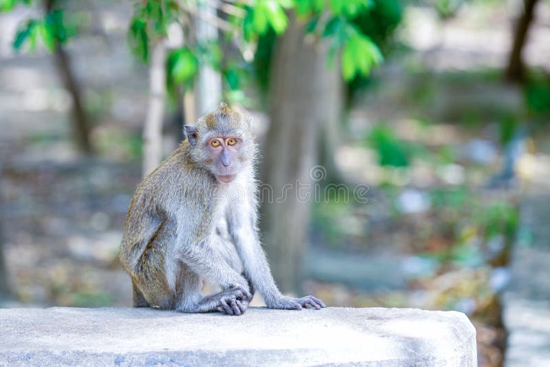Gray Macaque Child of Thailand in Sunlight Sitting on the Ground Stock ...