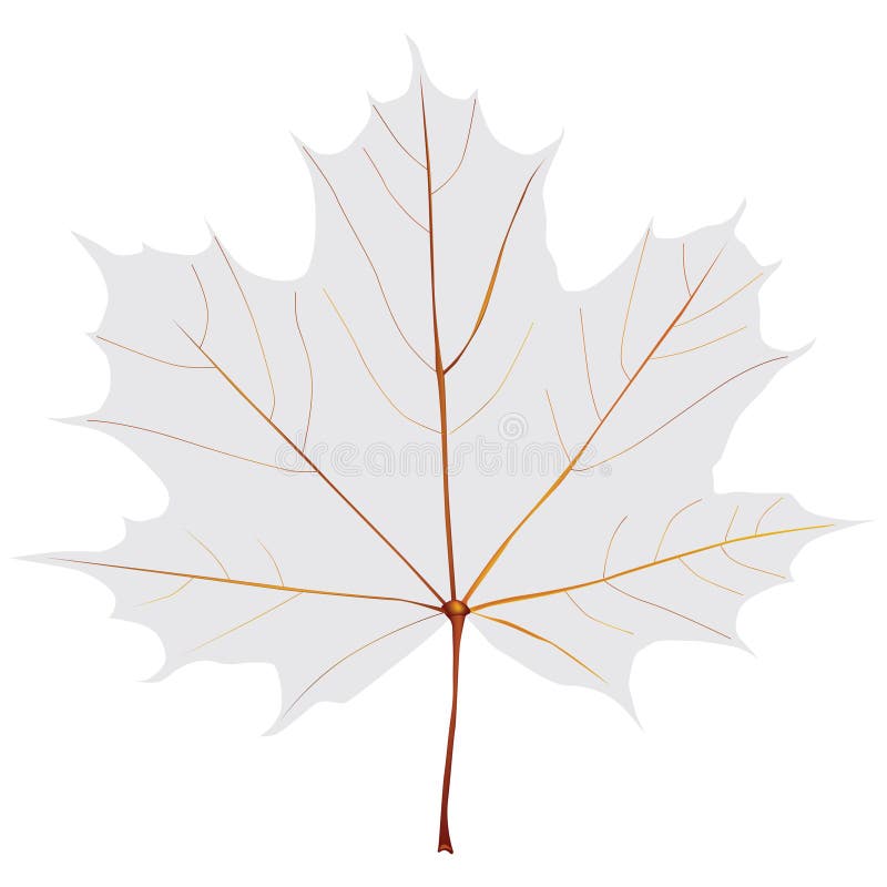 Gray maple leaf stock vector. Illustration of beautiful - 120108832