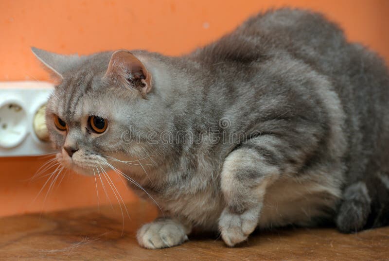 Gray Marble Scottish Cat with Orange Eyes Stock Image - Image of ...