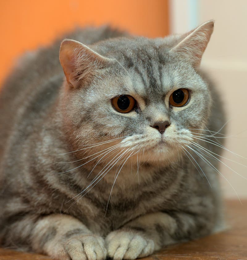 Gray Marble Scottish Cat with Orange Eyes Stock Photo - Image of marble ...