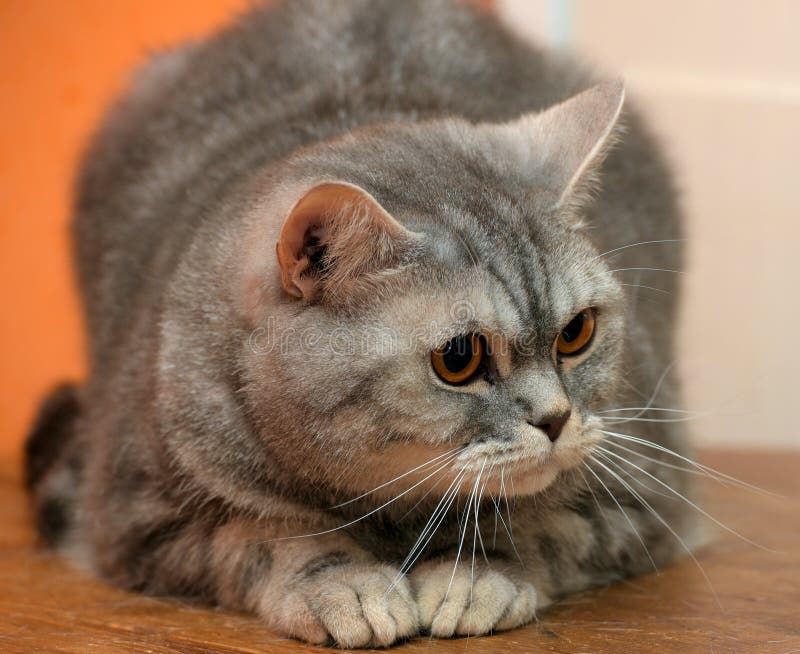 Gray Marble Scottish Cat with Orange Eyes Stock Image - Image of feline ...