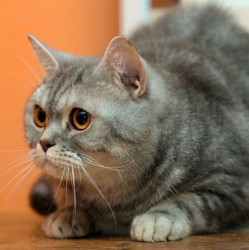 Gray Marble Scottish Cat with Orange Eyes Stock Image - Image of ...