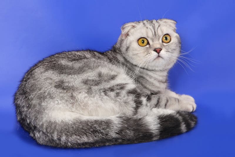 Gray Marbled Fold Cat on a Blue Background. Stock Photo - Image of ...