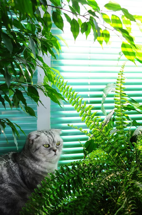 Gray marbled fold cat stock image. Image of marbled - 246674985