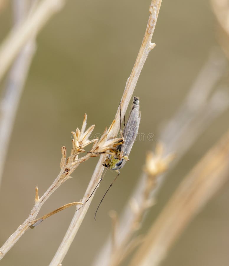 A Midge (Genus Chironomus) Insect Resting on a Branch in Colorado Stock ...