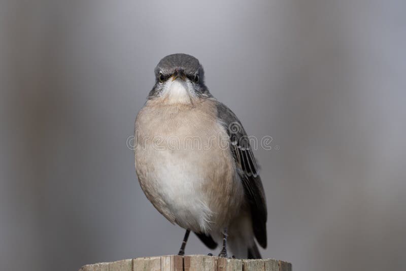 Gray Mockingbird Sitting on Post Stock Image - Image of perched, mimus ...