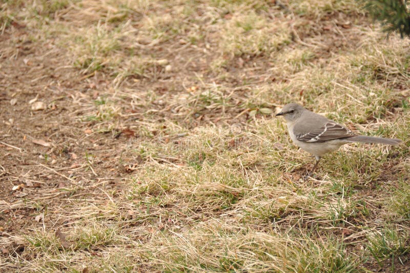 Gray Mockingbird Walking in the Grass Stock Photo - Image of fall ...