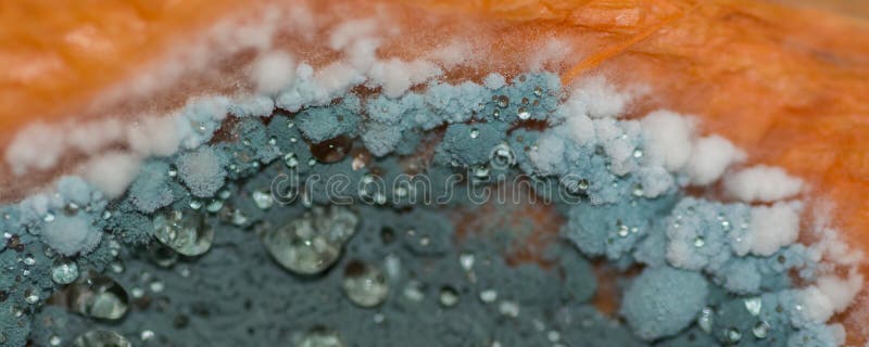 Gray Mold Appeared on a Spoiled Pumpkin, with Drops of Water. Stock ...