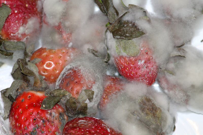 Gray Mold on Red Strawberries Stock Photo - Image of food, mouldy ...