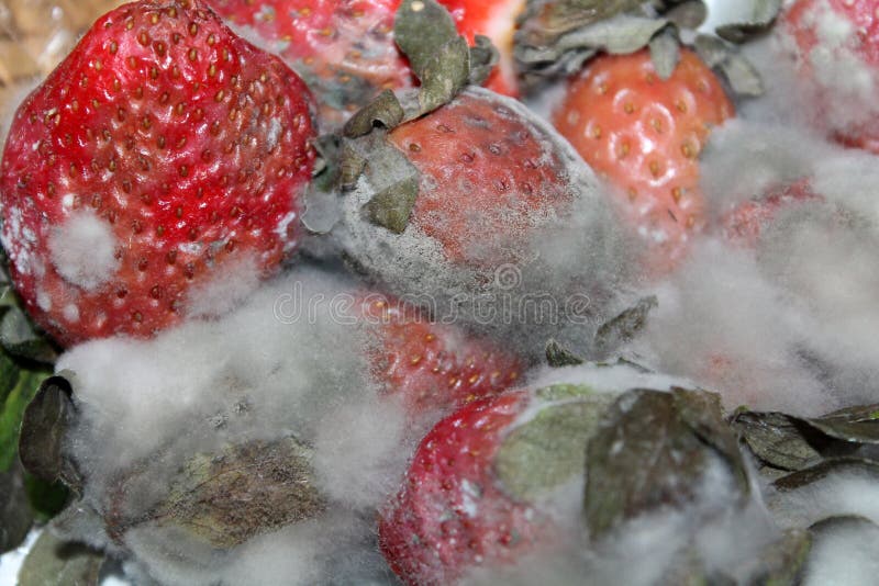 Gray Mold on Red Strawberries Stock Photo - Image of mildew, ripe ...