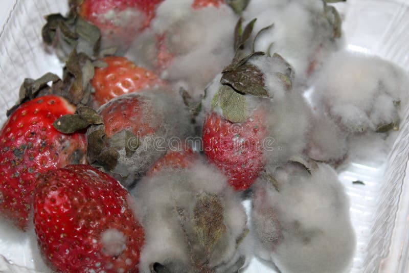 Gray Mold on Red Strawberries Stock Photo - Image of food, mouldy ...