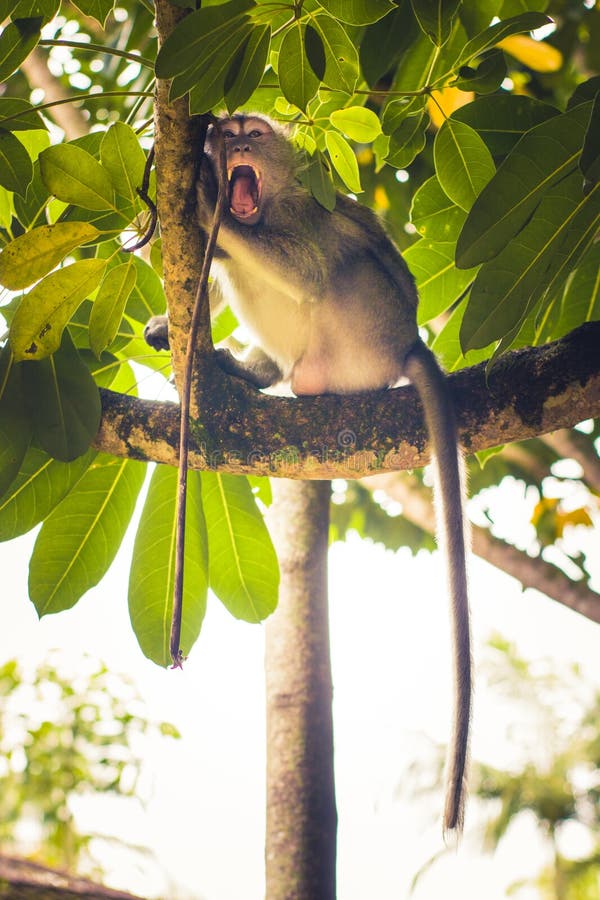 Gray Monkey Baring Its Teeth Atop a Tree, Showcasing a Powerful and ...