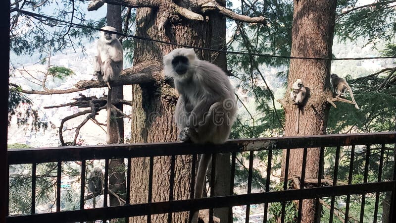 Gray Monkey looking you stock image. Image of gray, looking - 174685463