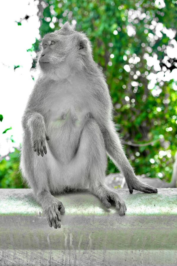 Gray Monkey Perching on Stone Stock Photo - Image of funny, wildlife ...