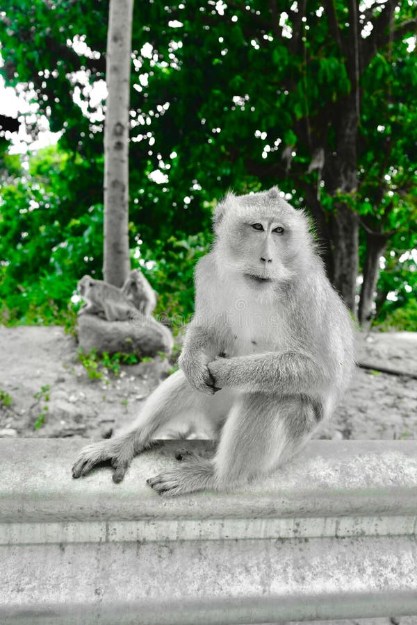 Gray Monkey Perching on Stone Stock Image - Image of animal, baboon ...