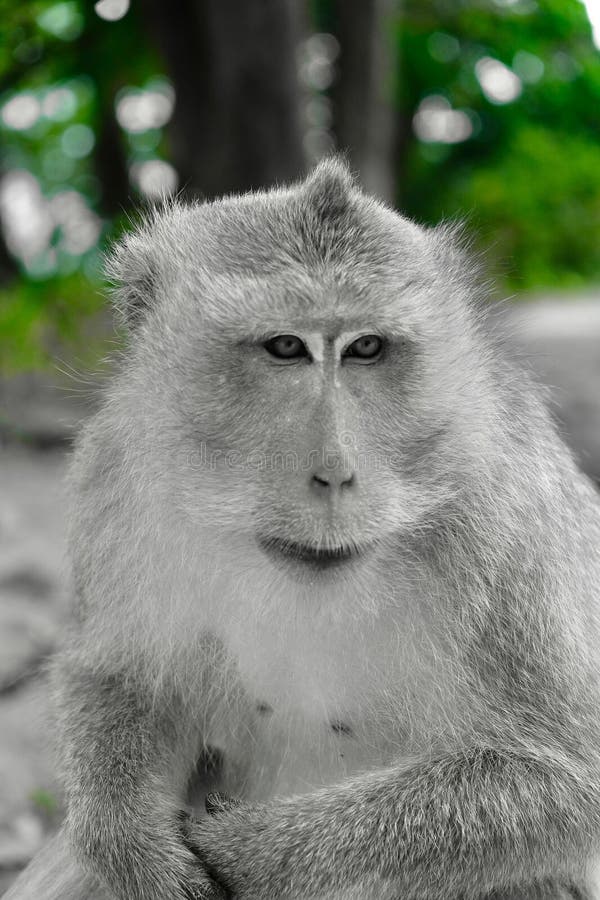 Gray Monkey Perching on Stone Stock Photo - Image of guinea, nature ...
