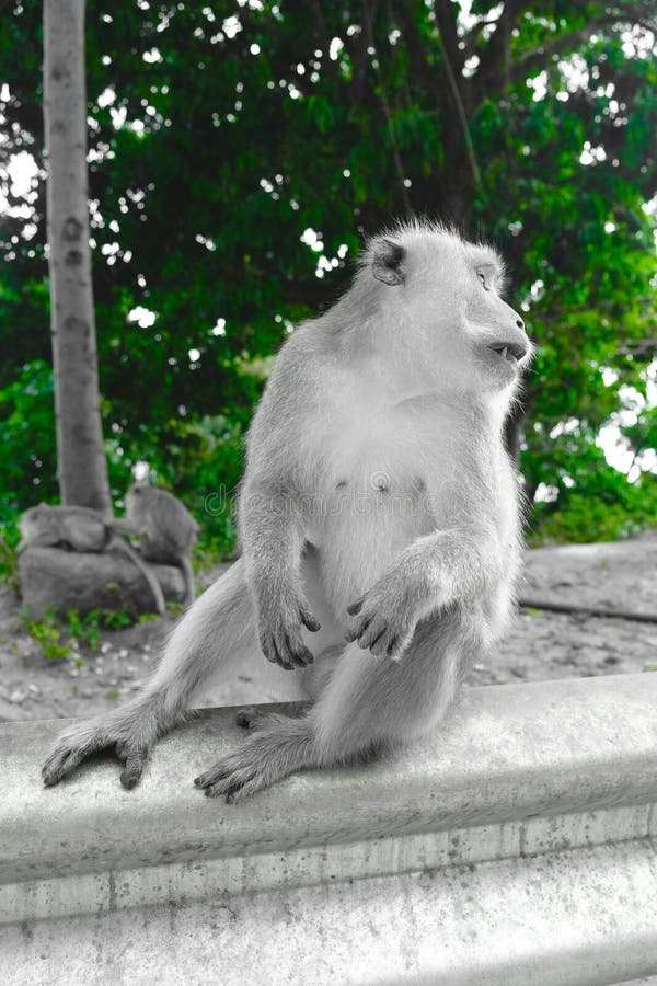 Gray Monkey Perching on Stone Stock Image - Image of primate, active ...