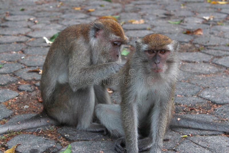 Two Gray Monkeys Kissing in Clear Water Stock Image - Image of drawing ...