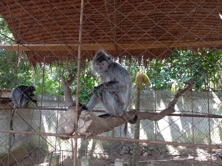 Gray Monkeys in a Zoo Cage are Sitting Stock Photo - Image of cage ...